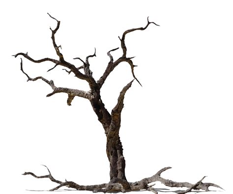 Barren Tree