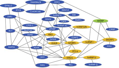 Protein Protein Interaction Map Constructed From Proteins Identified In