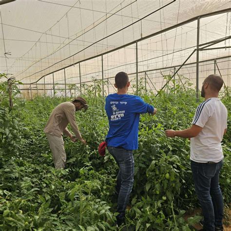 תלמידי תיכון בדואים מתנדבים במשקים חקלאיים היהודים של עוטף עזה ישראל היום