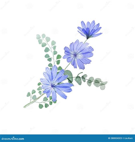 Chicory Spring Translucent Flowers Green Leaf Bouquet Isolated On
