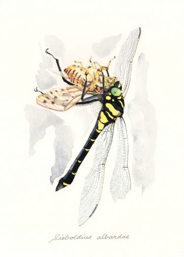 虫の譜｜コオニヤンマ Sieboldius Albardae アパートメント