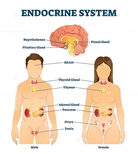 Endocrine System With Body Glands And Organs Functions Outline Diagram