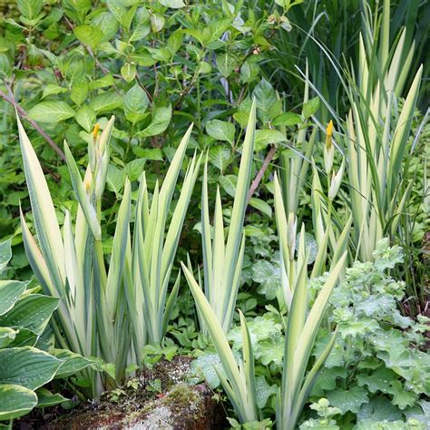 Buy Variegated Flag Iris Iris Pseudacorus Variegata Delivery By Waitrose Garden