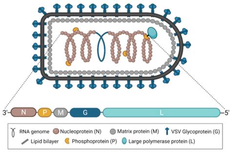 Pathogens Special Issue Vesicular Stomatitis Virus Agricultural