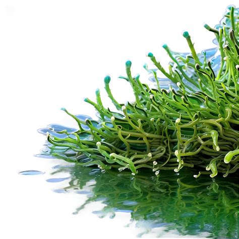 Download Freshwater Algae Image Png 06212024