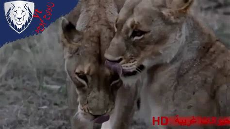 قتال مخيف بين الاسود والنمور حتى الموت صراع رهيب Youtube