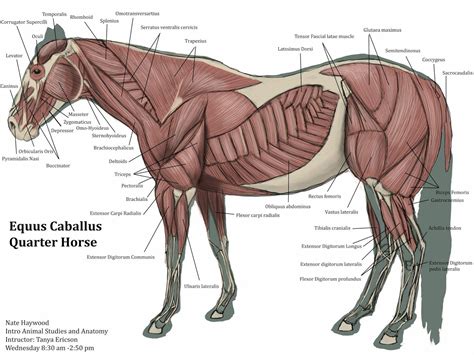 Horse Anatomy Horse Behavior Horses