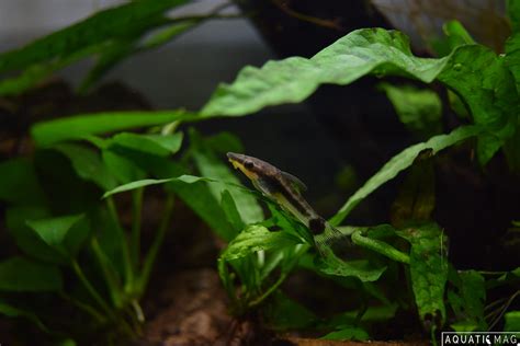 Java Fern Turning Brown Coralrealm