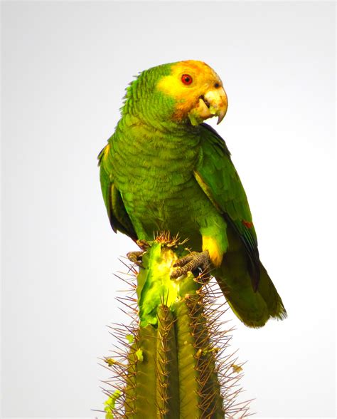 Yellow Shouldered Parrot Amazona Barbadensis Birdingplaces