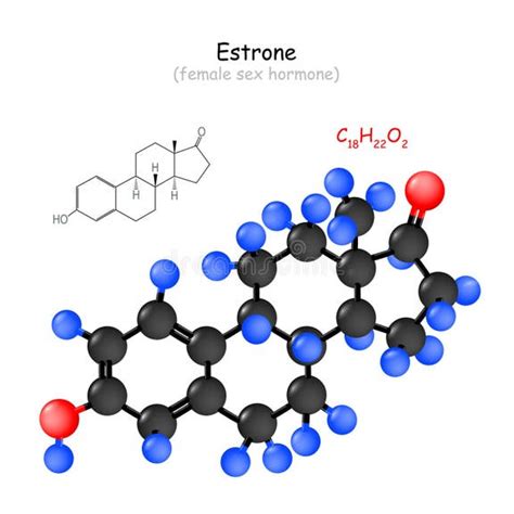 Estrone Female Sex Hormone Oestrone Stock Vector Illustration Of
