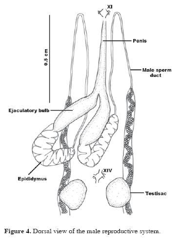 A New Leech Species Of Semiscolex Arhynchobdellida Semiscolecidae From Lake Catemaco