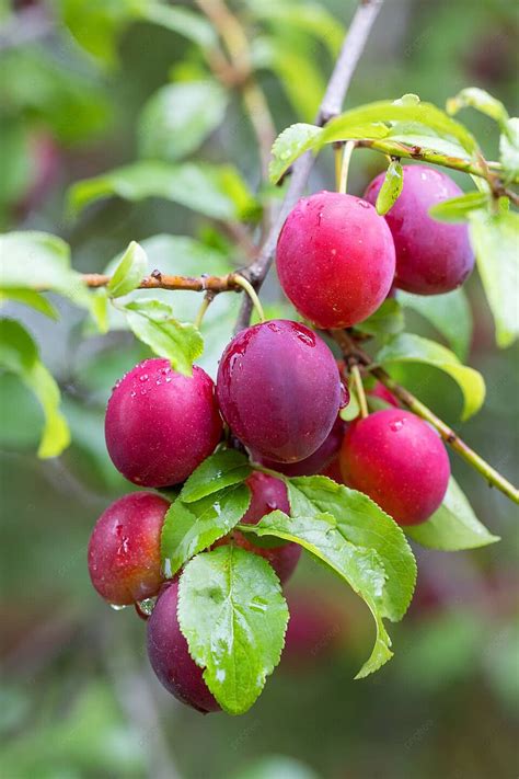 Fundo Ameixa Vermelha Mirabelleprunus Domestica Prunus Cerasifera