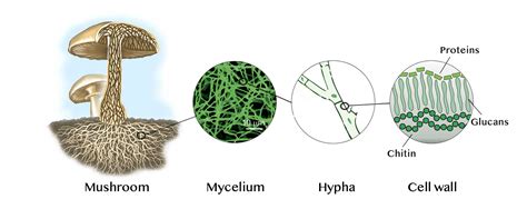 Hyphae And Mycelium