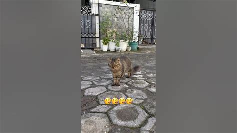 Cat Cute Roads Youtube