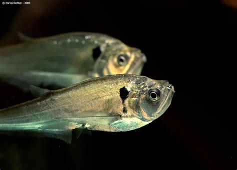 Cynodon Gibbus Rhaphiodon Gibbus — Seriously Fish