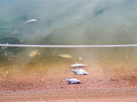 Dead Fish Float To The Surface Polluted And Deprived Of Oxygen