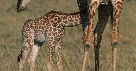 성인 기린 옆에 서있는 아기 기린 사진 Unsplash의 기라페 이미지