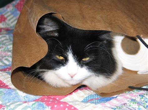 Будни ЖКХ Что вытаскивают сантехники из труб Школа Жизни Дзен