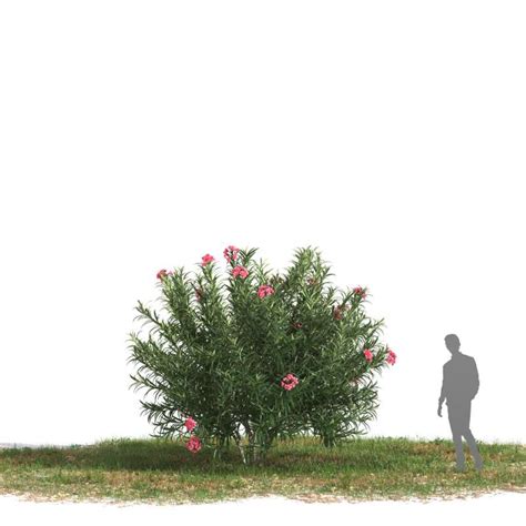 Archmodels Vol 269 Mediterranean Trees