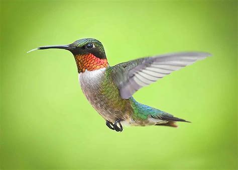 Colibri Tout Savoir Sur Cet Oiseau Mouche Pollinisateur Damérique