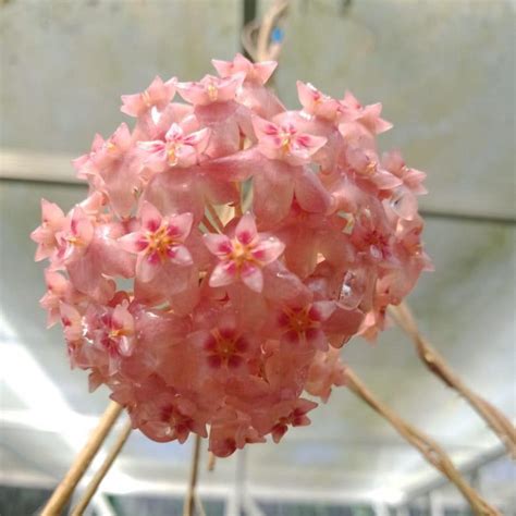 Hoya Glabra Floraria Secret Garden Sg