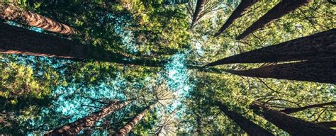 More Than Half The Trees Endemic To Europe Have A Major Problem We Only