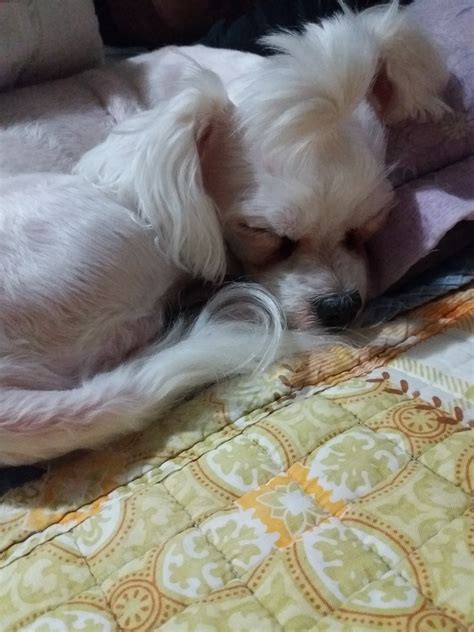 전라도 강아지 분양and입양and일상 대형견중형견소형견