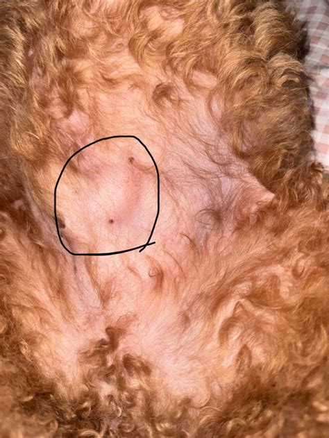 강아지 배에 혹 지식in