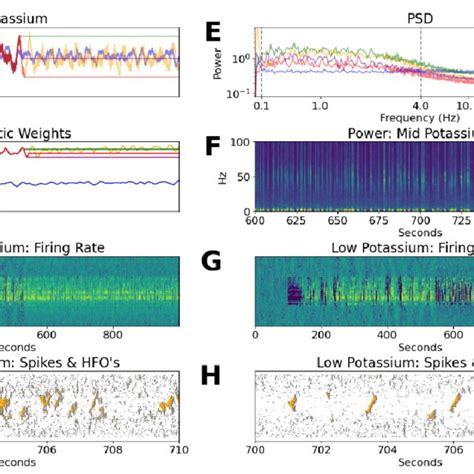 Effect Of Extracellular Potassium Concentration On Network Dynamics Download Scientific