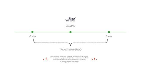 Prevent Calving Problems In Cows Transition Phase Healthy Cow