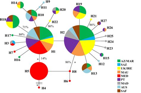 median joining network from 497bp mtdna control region sequences size