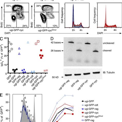 Inhibition Of Ung2 Outside S Phase Blocks Ig Class Switching A Flow Inhibition Of Ung2 Outside S Phase Blocks Ig Class Switching A Flow