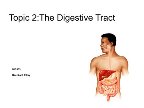 Digestive Tract Anatomy And Physiology Presentation