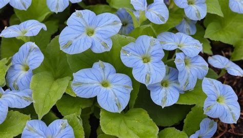 Vibrant Blue Flowers In Bloom Premium Ai Generated Image