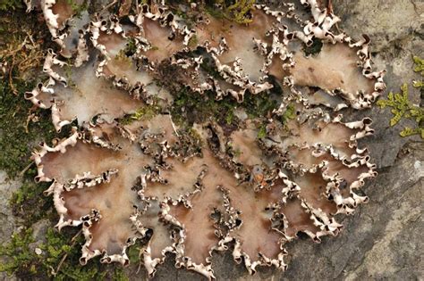 Peltigera Elisabethae Gyeln