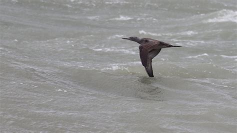 Northern Gannet Juvenile Birdforum