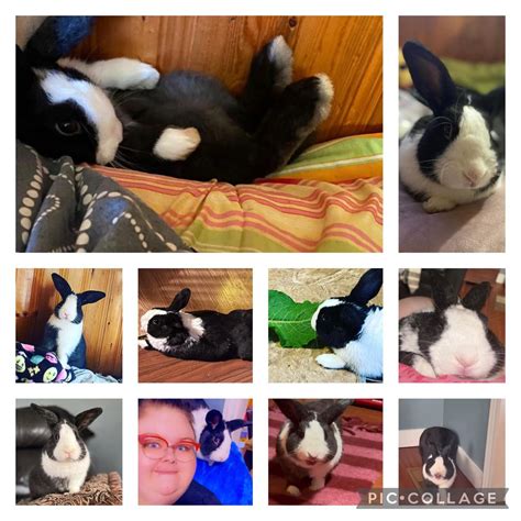 Happy Gotcha Day My Boy 3 Years Today Rdutchbunnymafia