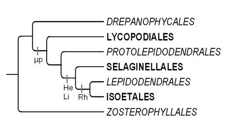 Lycophytes Caractéristiques Taxonomie Clé Polysporangiophytes Et