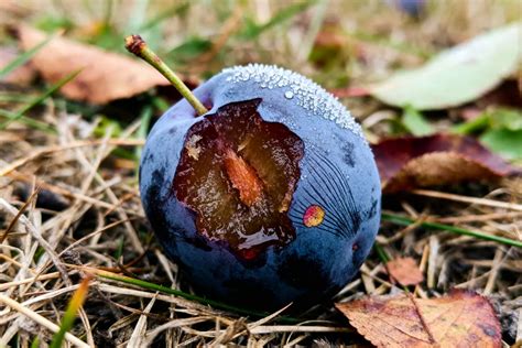 Prune Sauvage Comestible Ou Toxique Découvrez Le