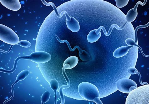 Ciclo Celular Mind Map