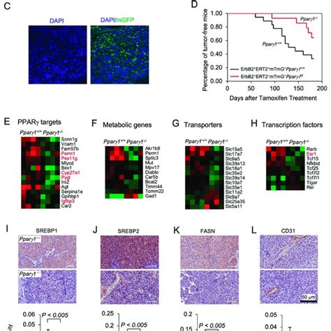Pparγ1 Collaborates In Erbb2 Induced Mammary Adenocarcinoma Promoting Download Scientific