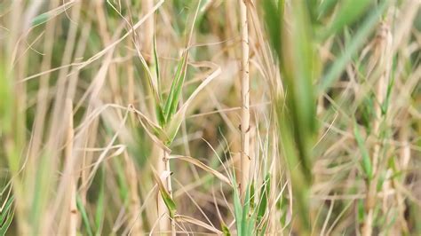 A Thin Chick Bastards From Delicate Penetration With A Boyfriend Xhamster