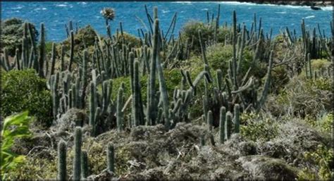 Caribbean Biodiversity Test 2 Flashcards Quizlet