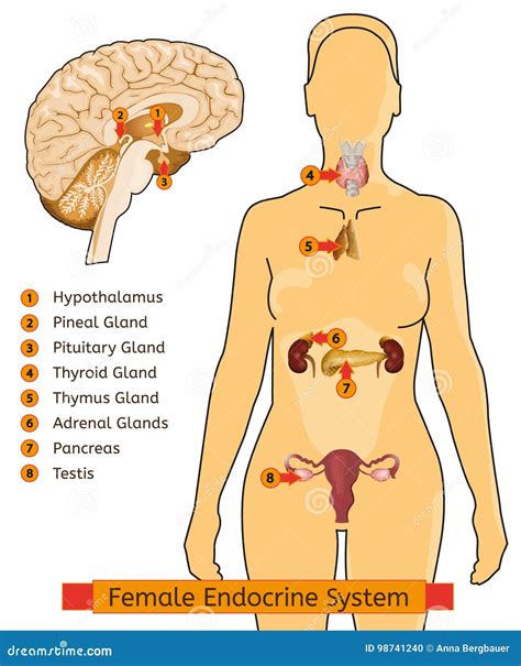 Donna Del Sistema Endocrino Illustrazione Vettoriale Illustrazione Di