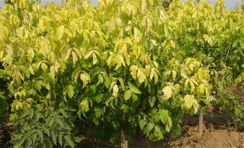 金叶复叶槭摄影金叶复叶槭景观金叶复叶槭花大山谷图库