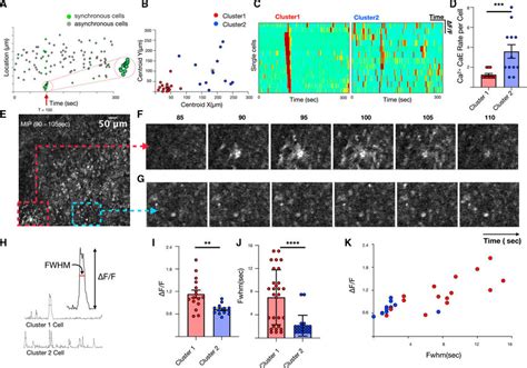 Characterization Of Spatiotemporally Synchronous Cells Download