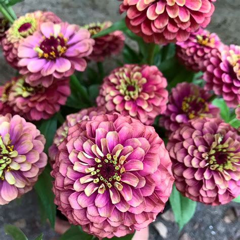White Flower Farm Zinnias At Marcus Dacomb Blog