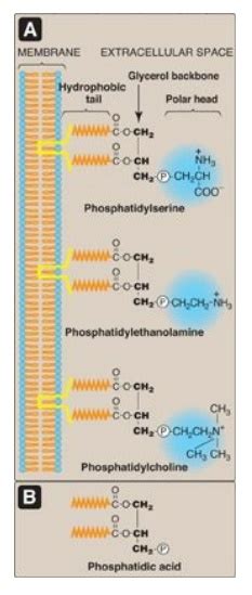 Sphingophospholipid Structure