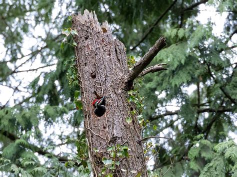 Pileated Woodpecker Nesting A Complete Guide Birdfact