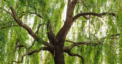 Willow Bark Remedy